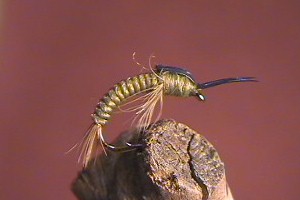 Free Swimming Caddis